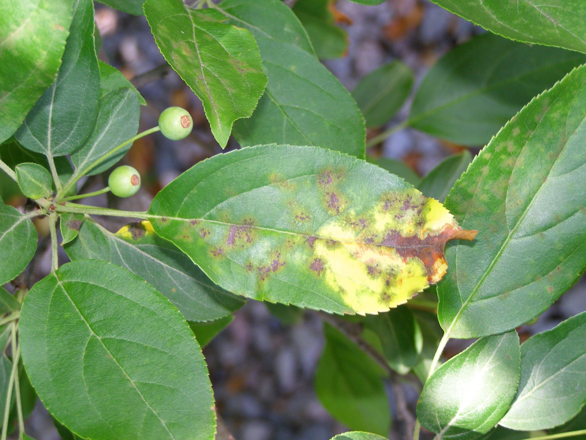 How to Prevent, Control, and Treat Apple Scab Disease